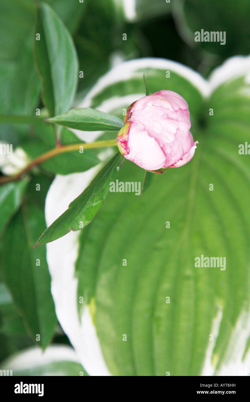Rubber plant with pink blossom, flower Stock Photo - Alamy