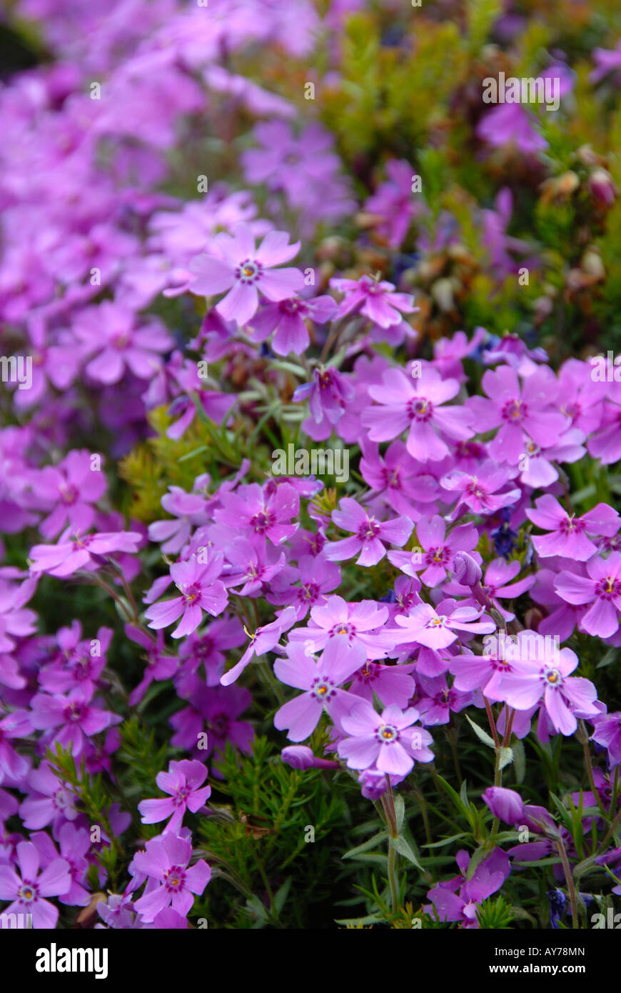 Flowering violet Phlox Stock Photo - Alamy