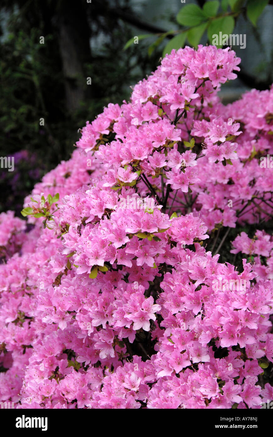 Flowering pink Rhododendron Stock Photo - Alamy