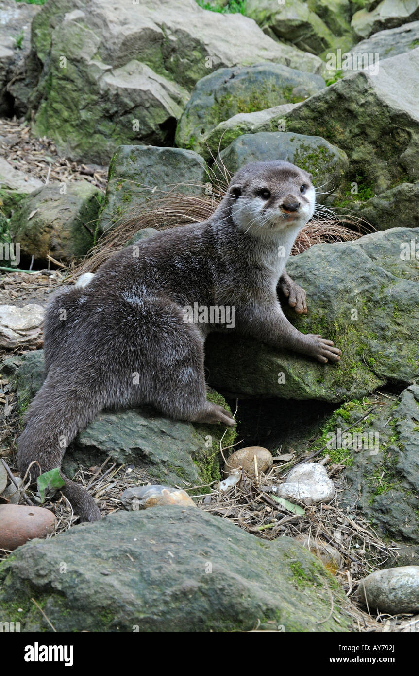 Otter Lutra lutra Stock Photo - Alamy