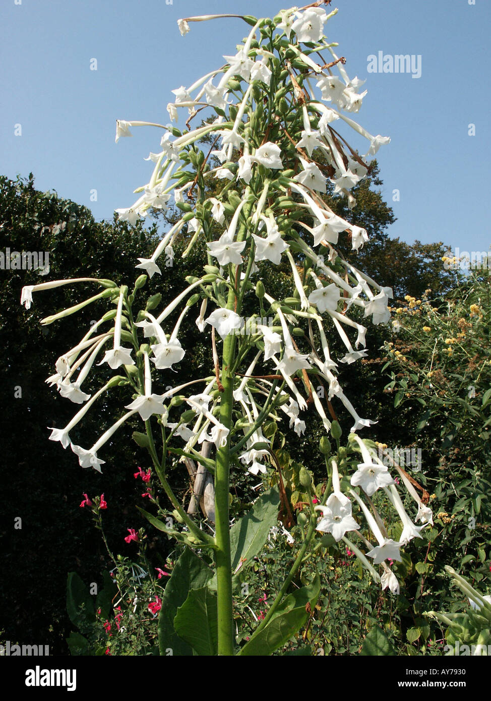 Himalayan giant lily giant lily hi-res stock photography and images - Alamy