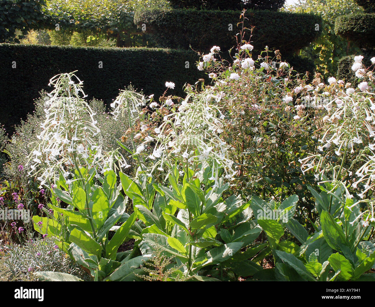 Cardiocrinum Giant Himalayan Lily Stock Photo - Alamy