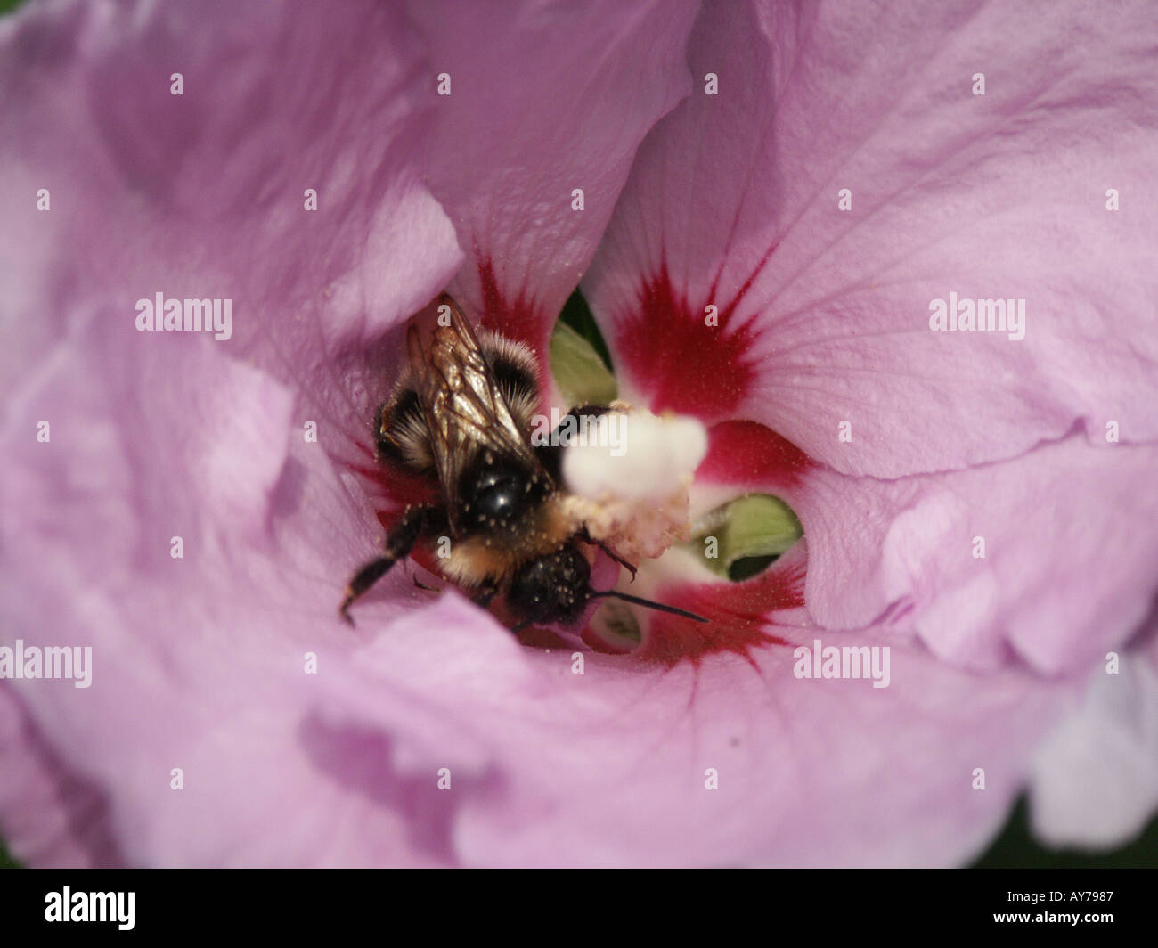 Bee inside a Hibiscus Flower Stock Photo - Alamy