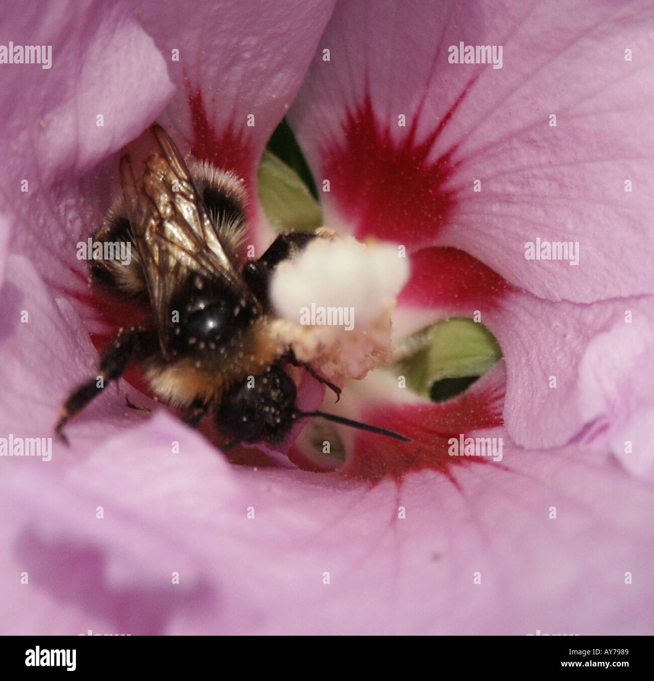 Bee inside a Hibiscus Flower Stock Photo - Alamy