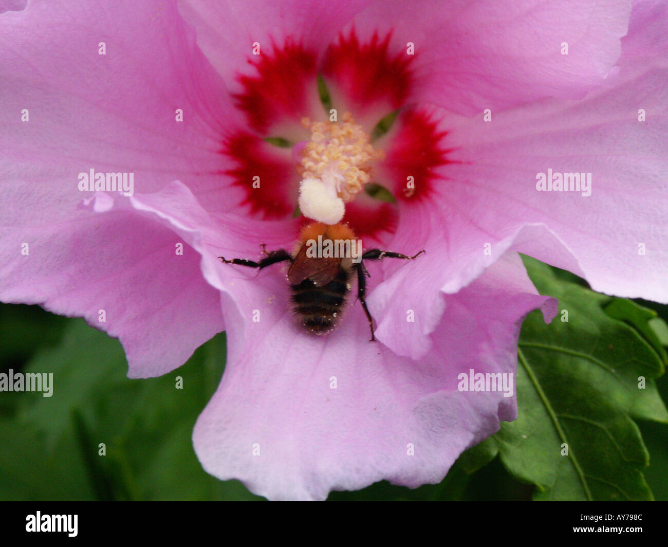 Bee inside a Hibiscus Flower Stock Photo - Alamy