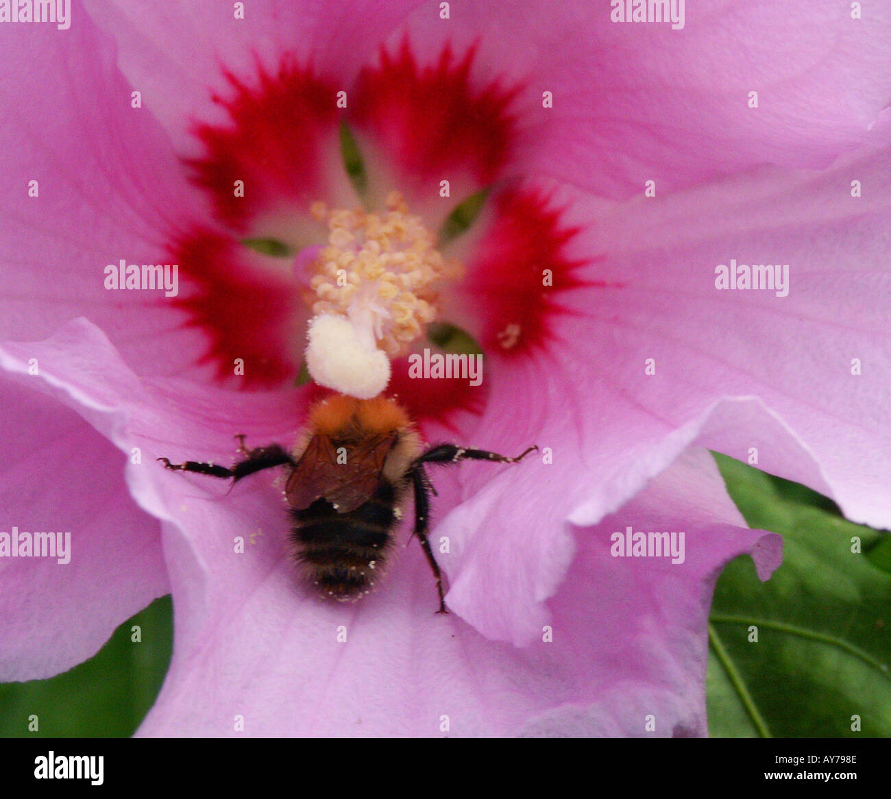 Bee inside a Hibiscus Flower Stock Photo - Alamy