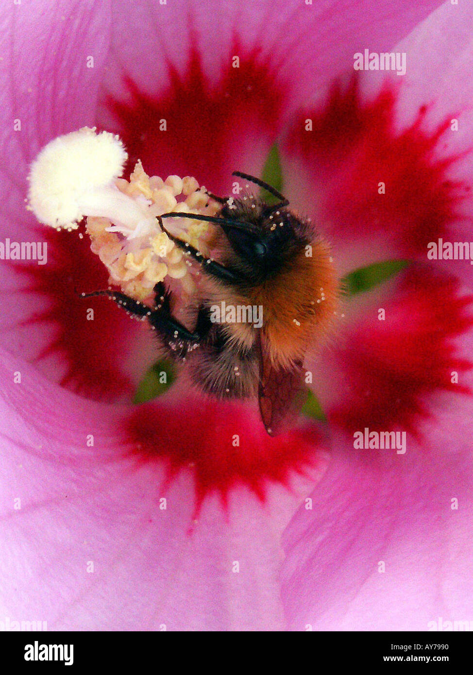 Bee inside Hibiscus Flower Stock Photo - Alamy