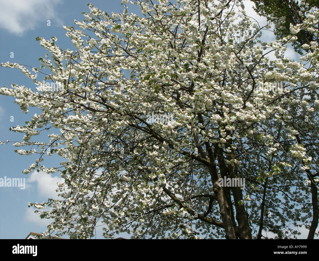 Double Flowering Cherry Blossom Stock Photo - Alamy