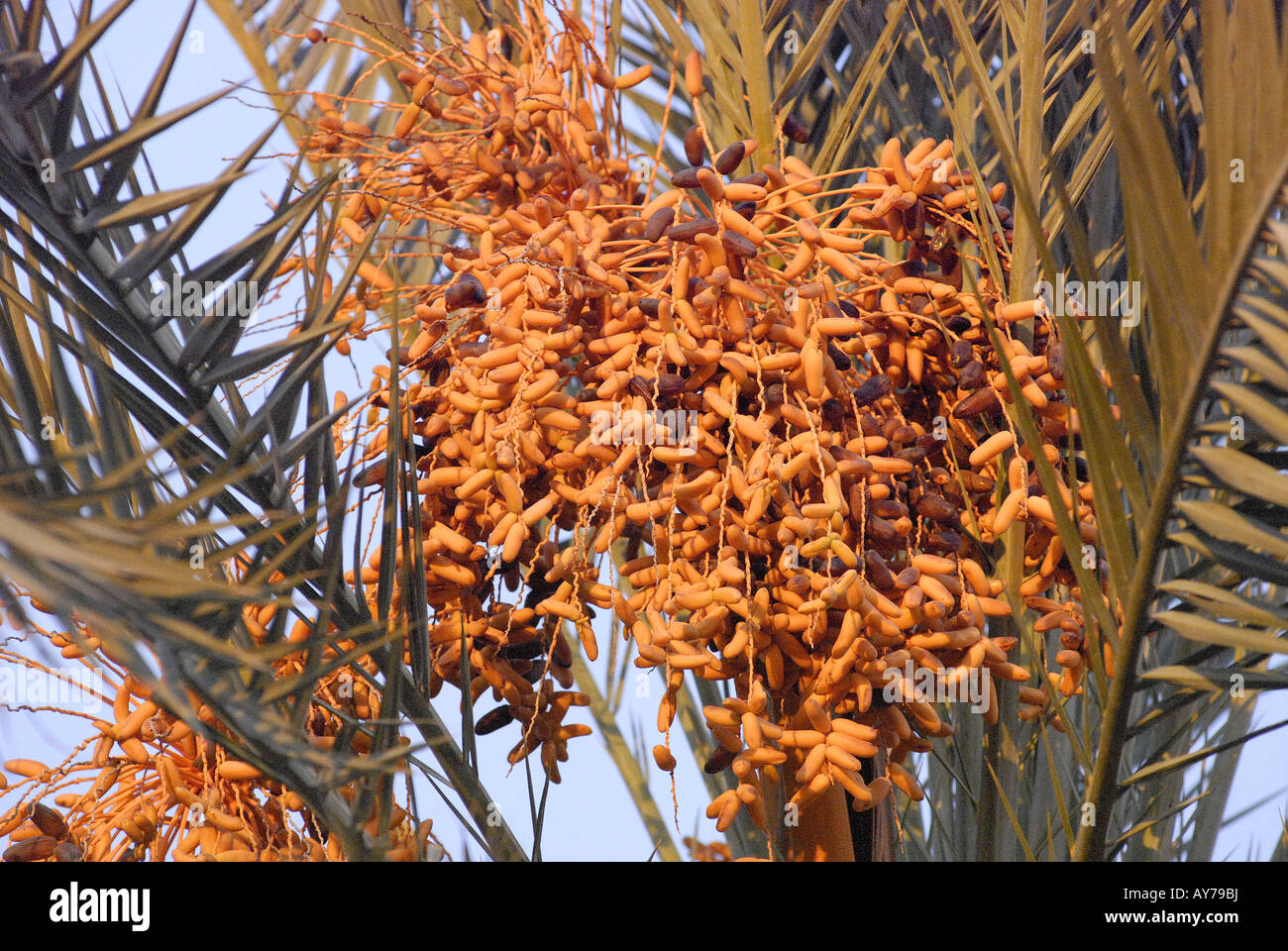 Bunch of dates Tunisia Stock Photo - Alamy
