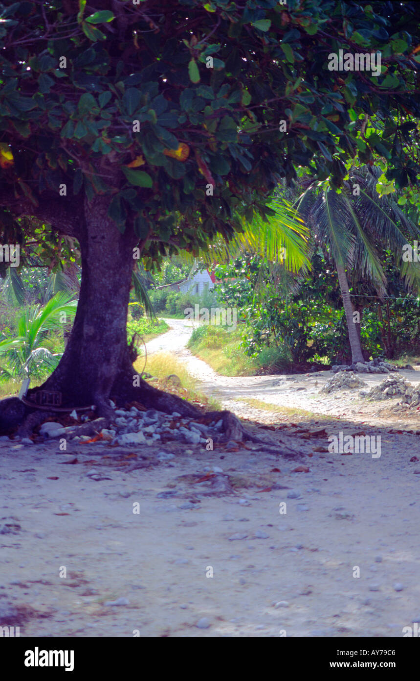 Tree and sand Cayman Brac Cayman Islands Stock Photo - Alamy