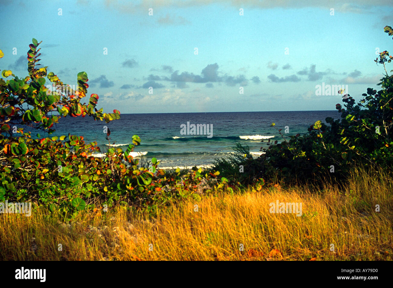 Bush vegetation shore beach and sea Cayman Brac Cayman Islands Stock ...