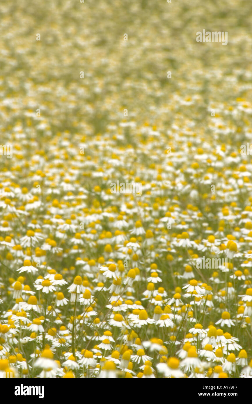 German Chamomile Bavaria Germany Europe Chamomilla Recutita Matricaria ...
