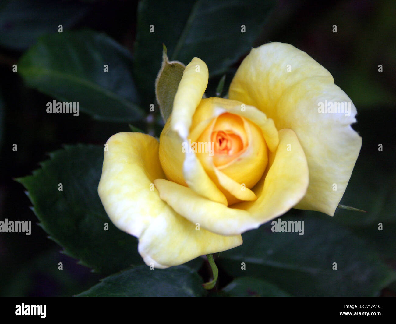 A Single Yellow Rose Stock Photo - Alamy