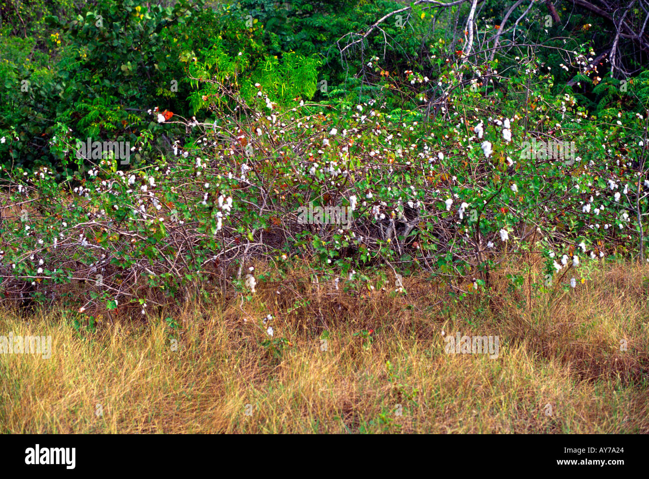 Cotton plant in flower with buds Cayman Brac Cayman Islands Stock Photo ...
