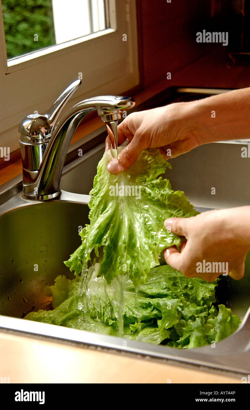 Woman washing a green salad lettuce in her kitchen Stock Photo - Alamy