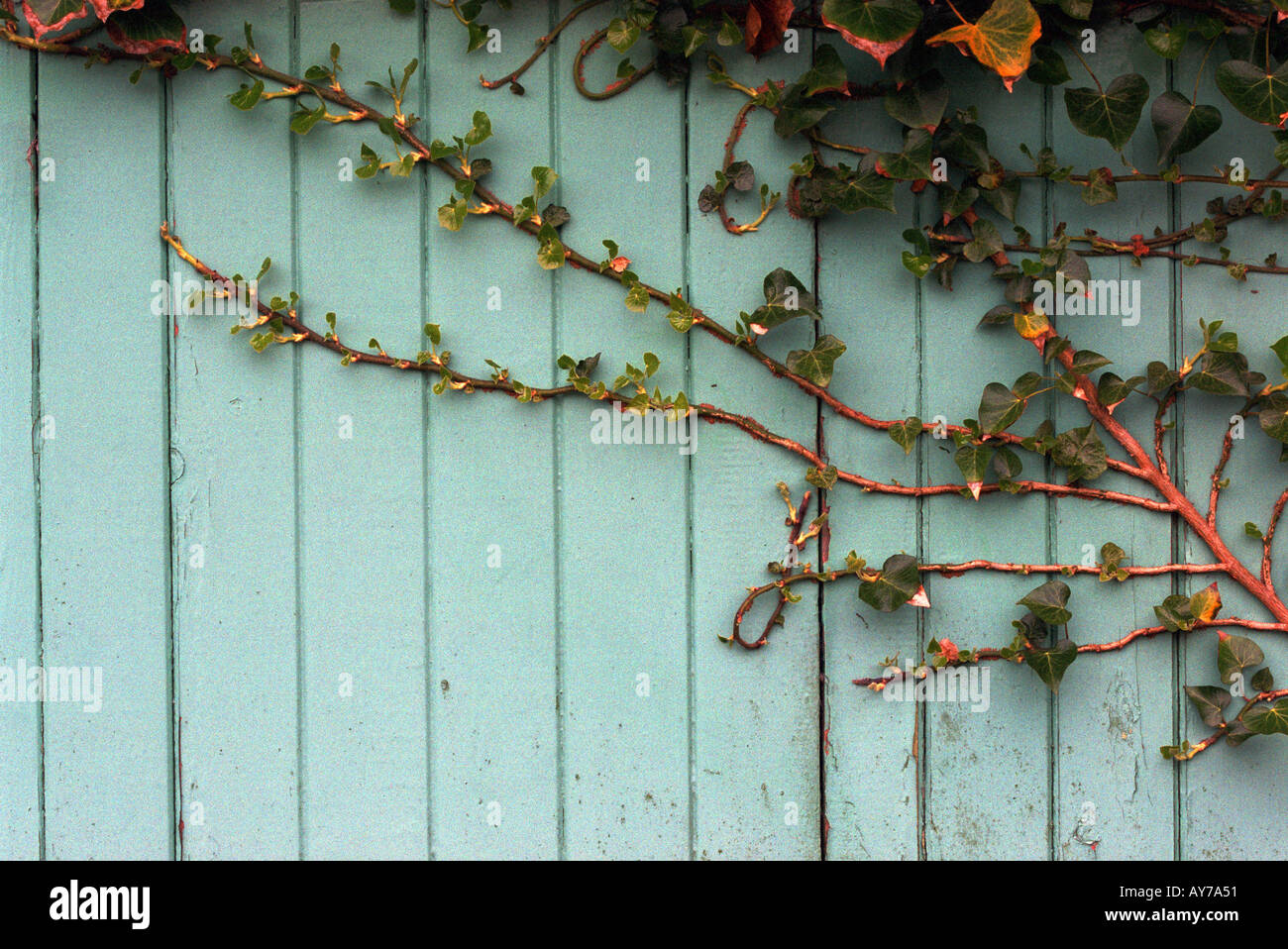 Ivie hi-res stock photography and images - Alamy