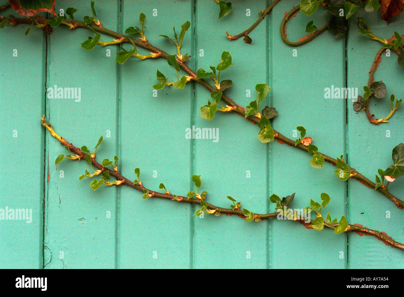 Ivie hi-res stock photography and images - Alamy