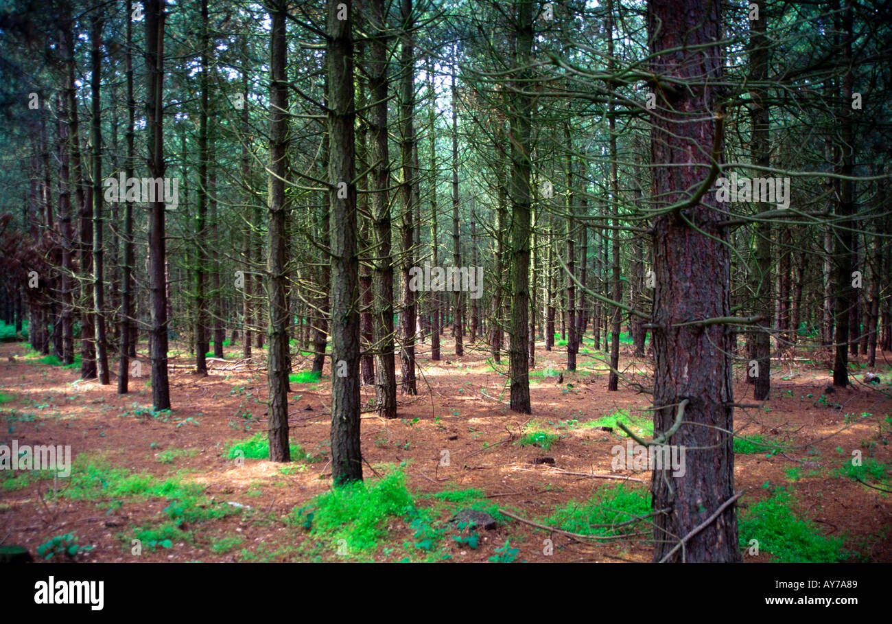 Coniferous foresty trees Suffolk Sandlings England Stock Photo - Alamy