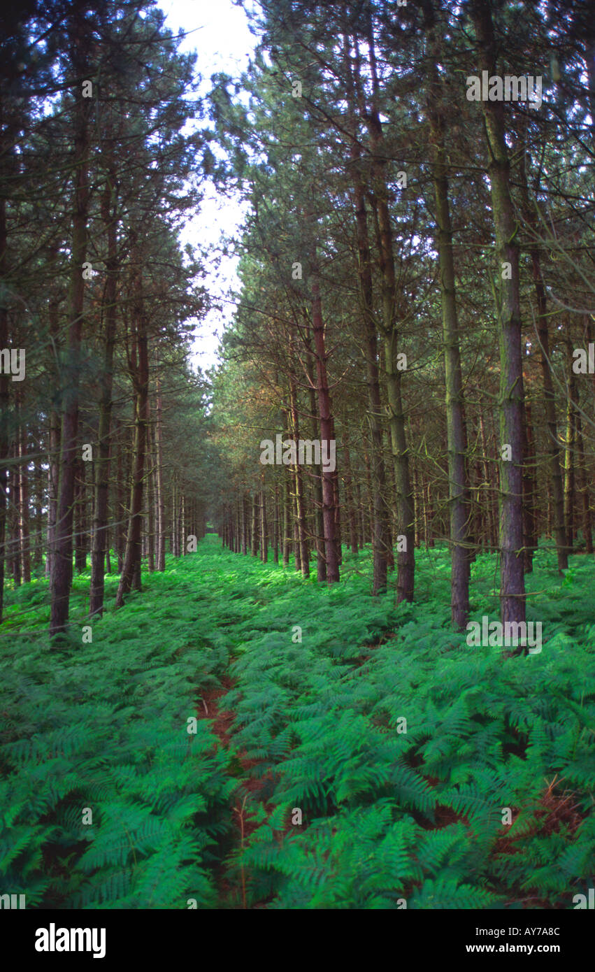 Tangham hi-res stock photography and images - Alamy