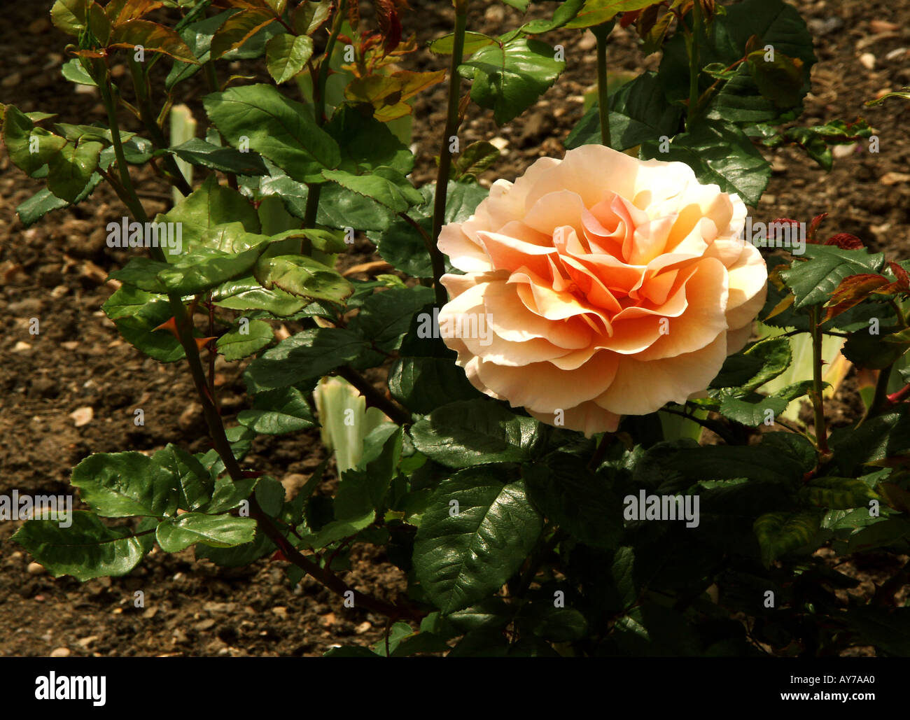 Cambridge University Botanic Gardens A Single Rose Stock Photo - Alamy