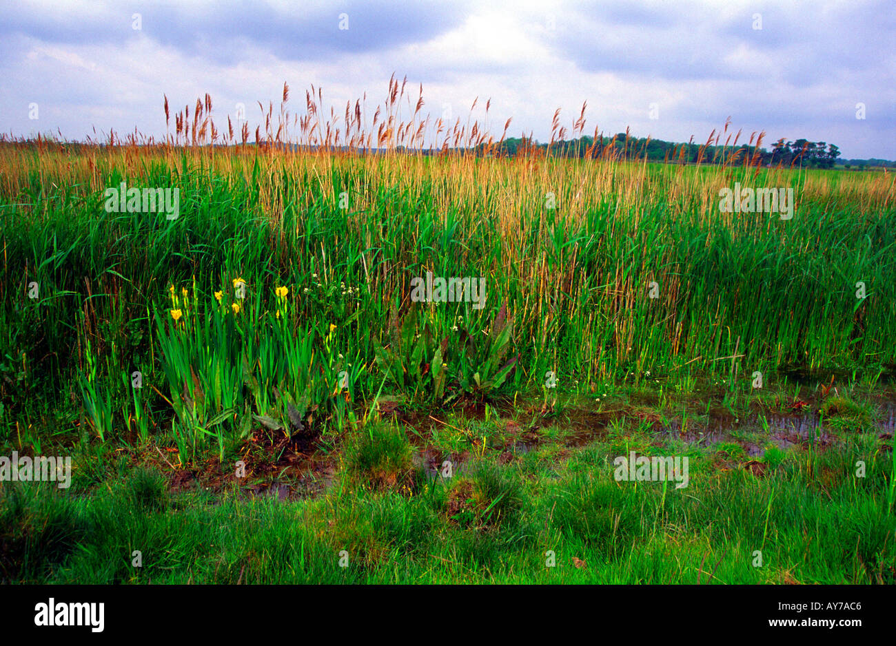 Marsh plants reeds and flag iris Butley Suffolk England Stock Photo - Alamy