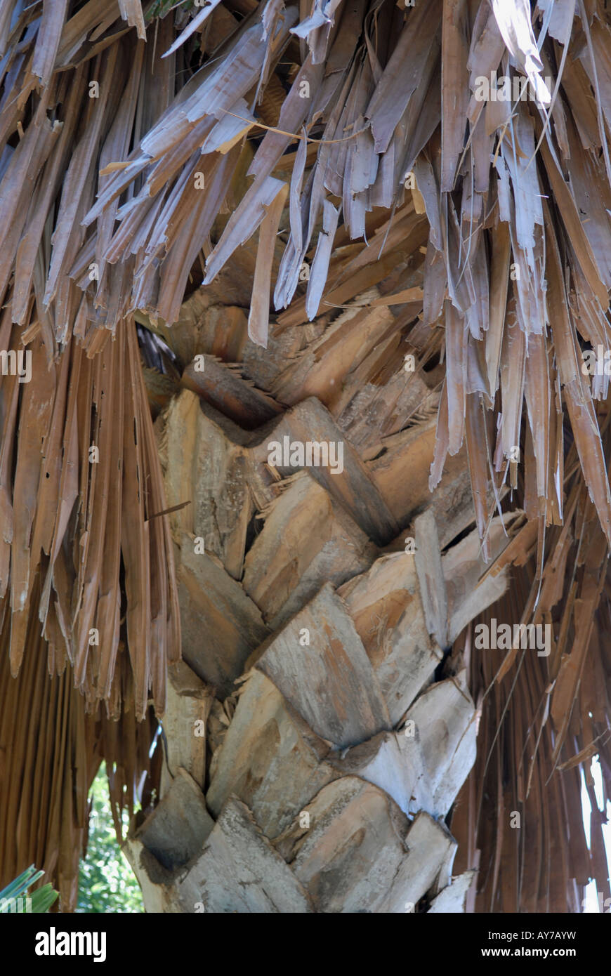 palm tree detail Stock Photo - Alamy