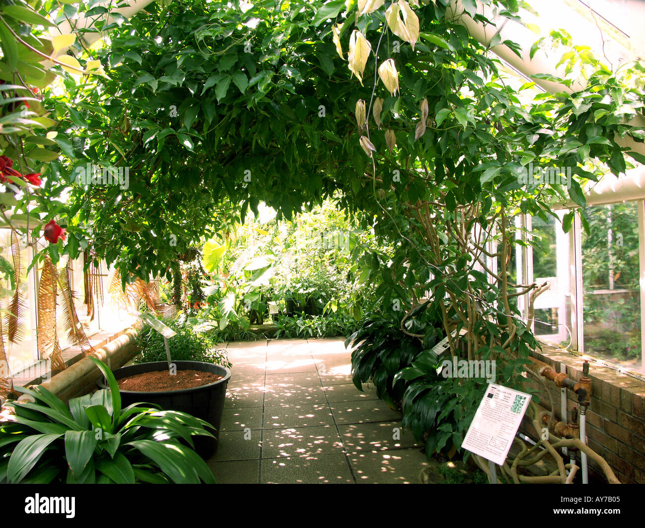 Cambridge botanic gardens greenhouse hi-res stock photography and ...