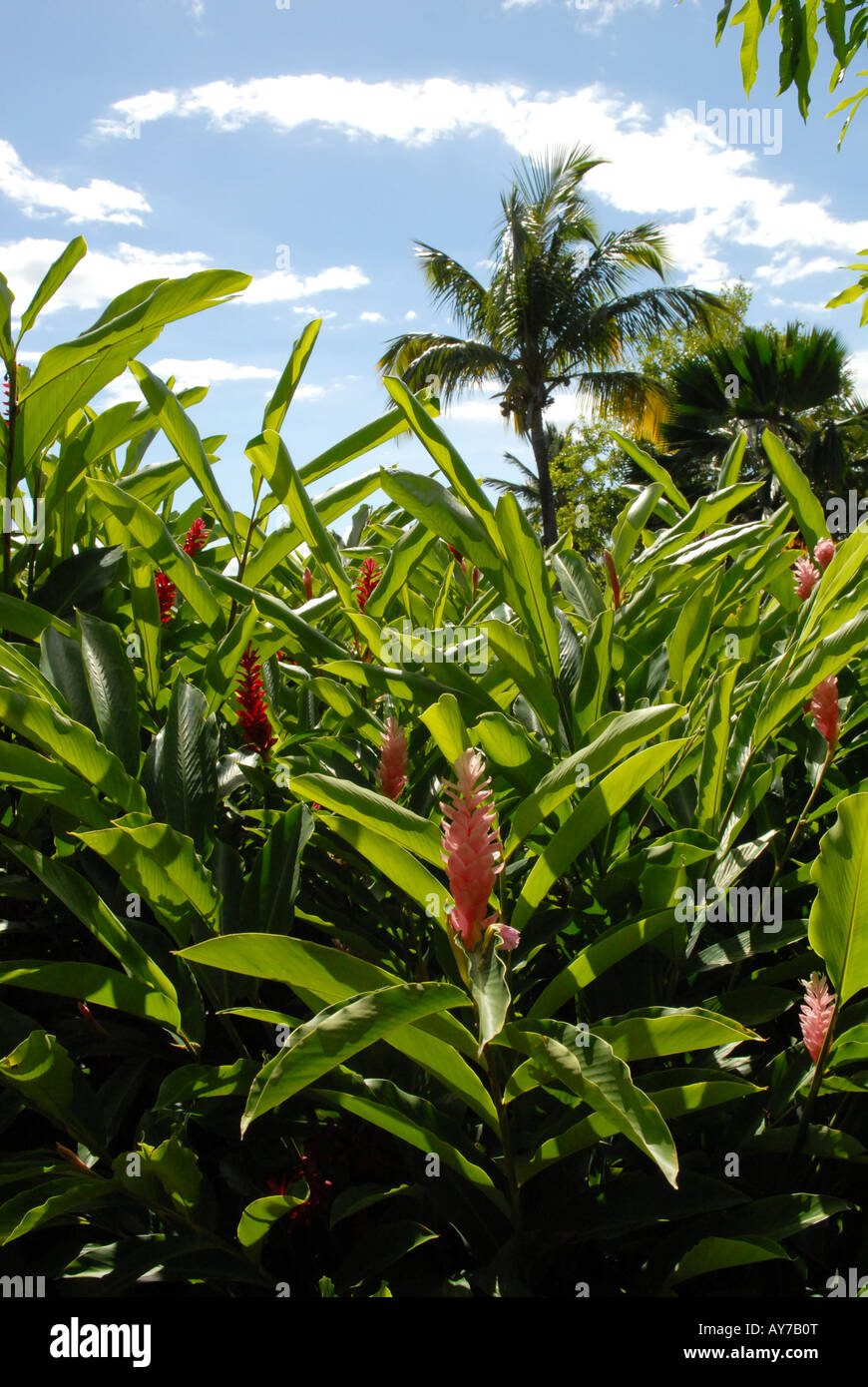 Tropical Flowers Exotic Landscapes