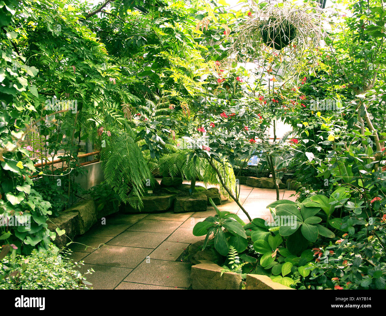 Cambridge University Botanic Gardens Greenhouse Plants Stock Photo - Alamy