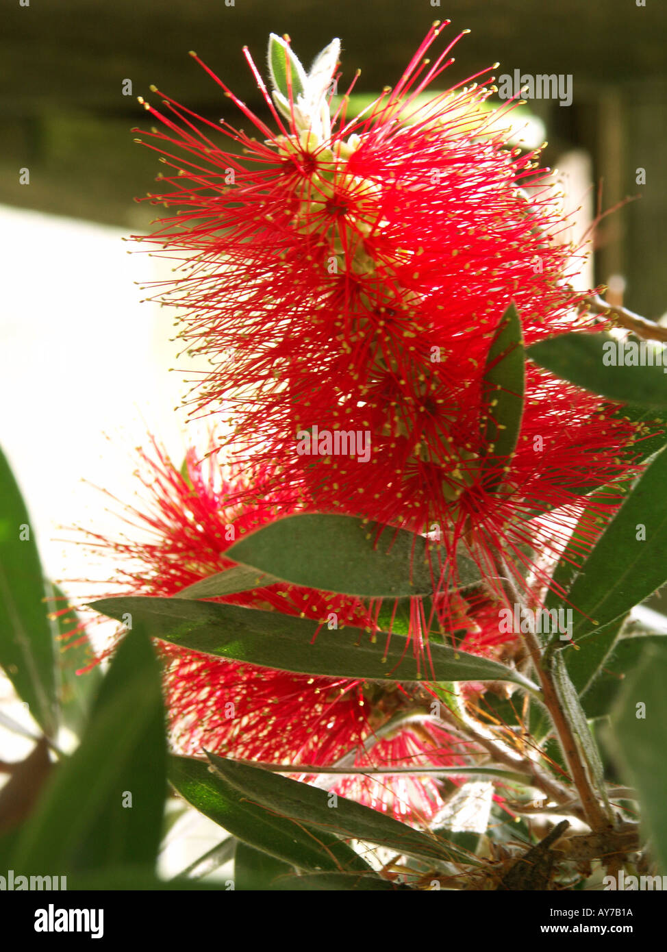 Cambridge University Botanic Gardens Greenhouse Plants Stock Photo - Alamy