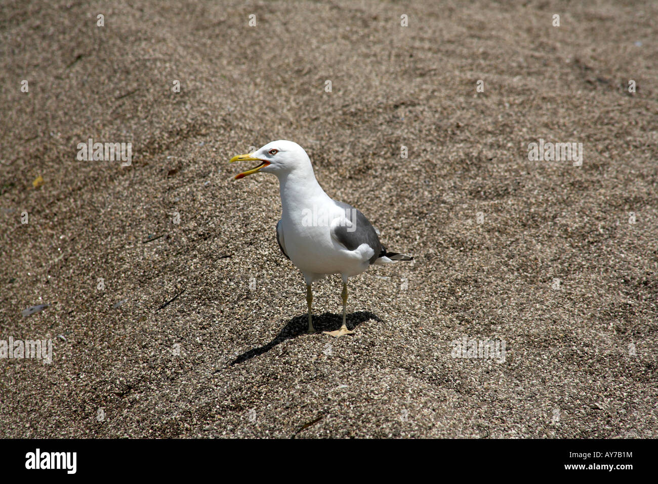 Seagull on beach Stock Photo - Alamy