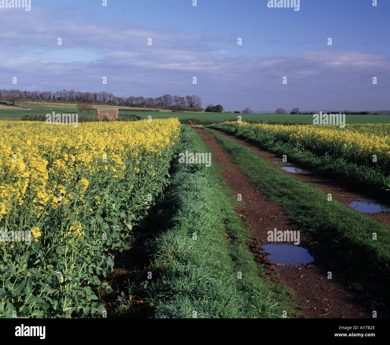Rape crop, track and barn In Rutland Stock Photo - Alamy