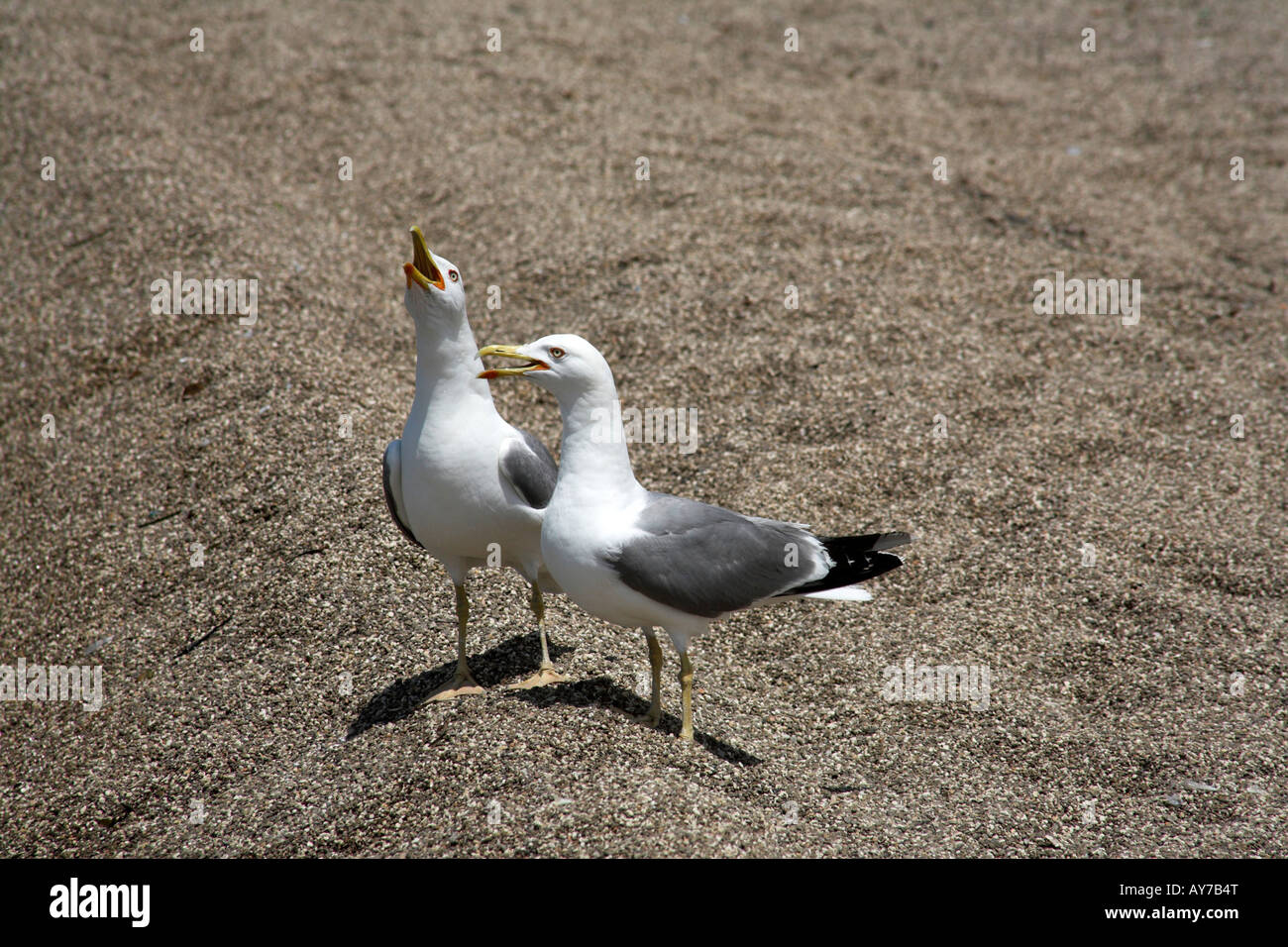 Seagull on beach Stock Photo - Alamy