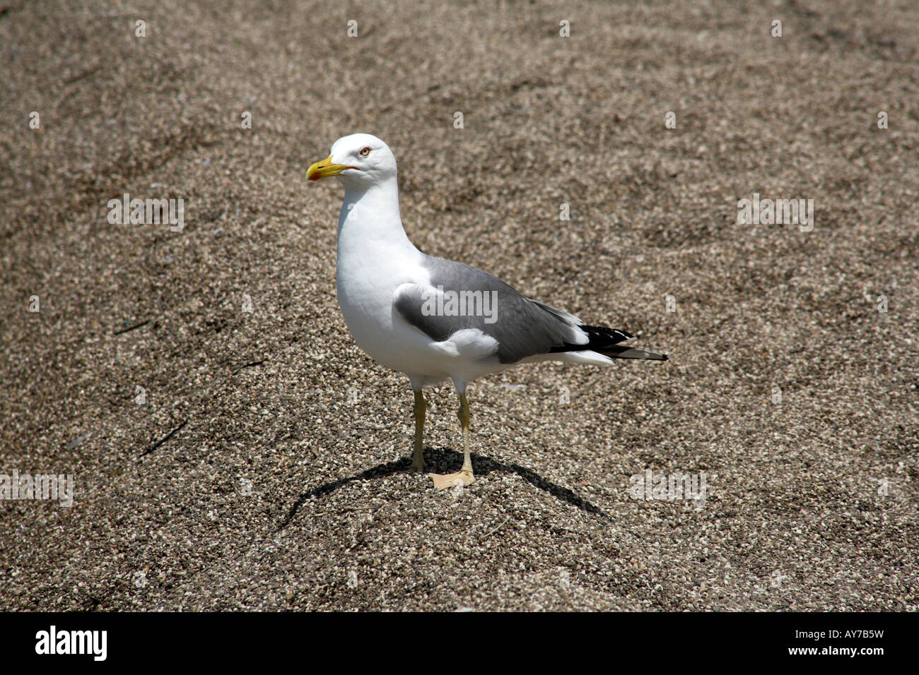 Seagull on beach Stock Photo - Alamy