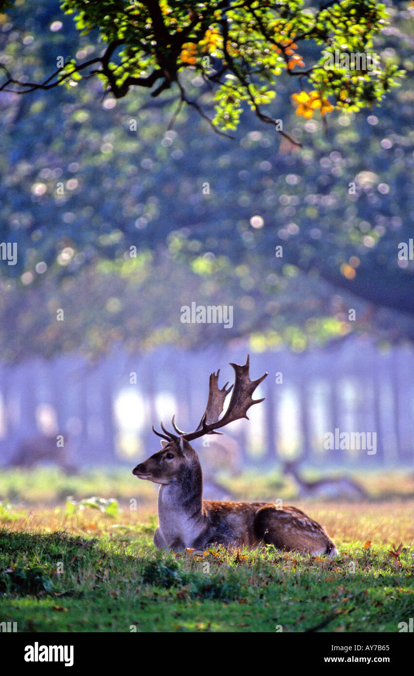 Deer under tree hi-res stock photography and images - Alamy