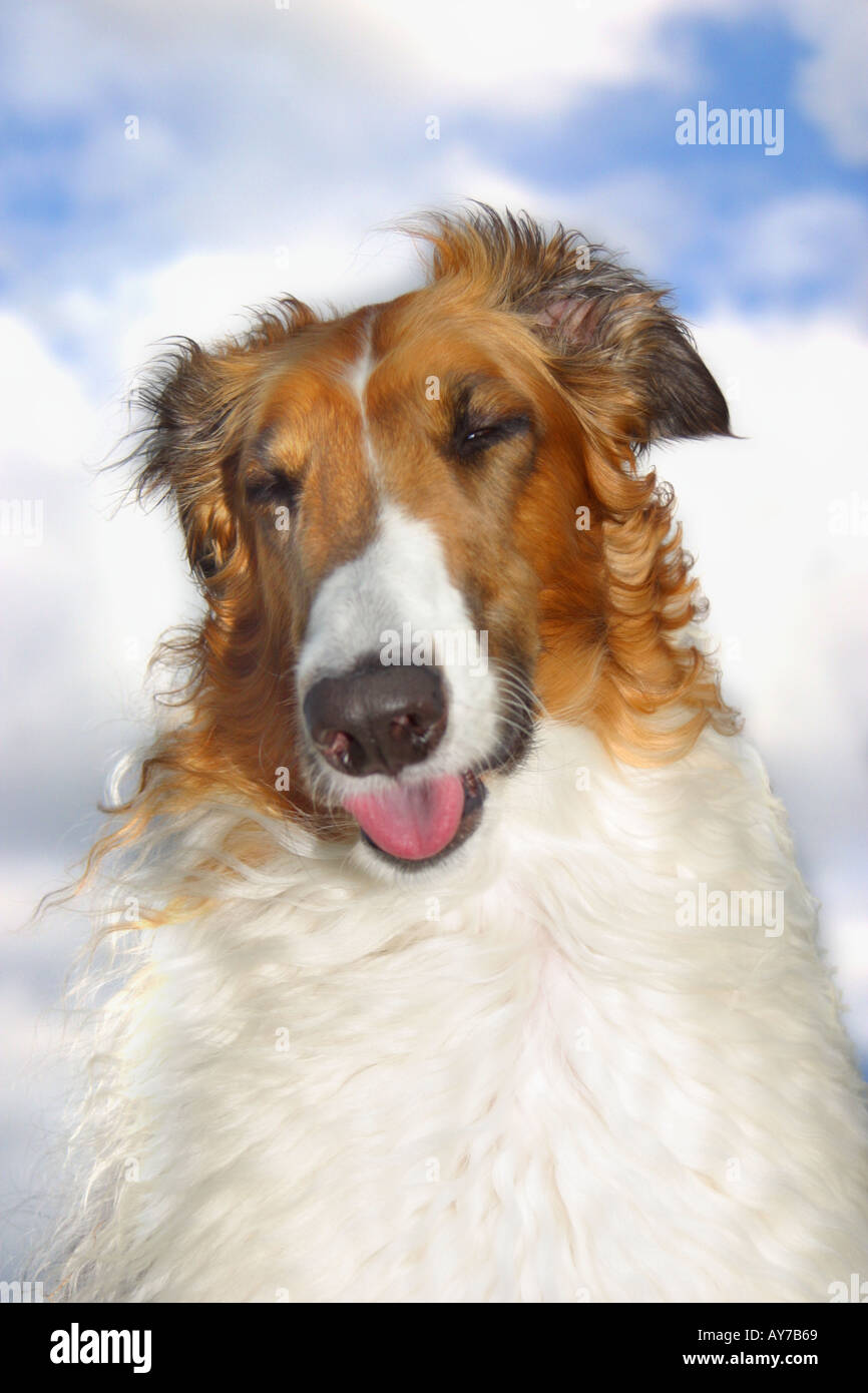 Borzoi hound hi-res stock photography and images - Alamy