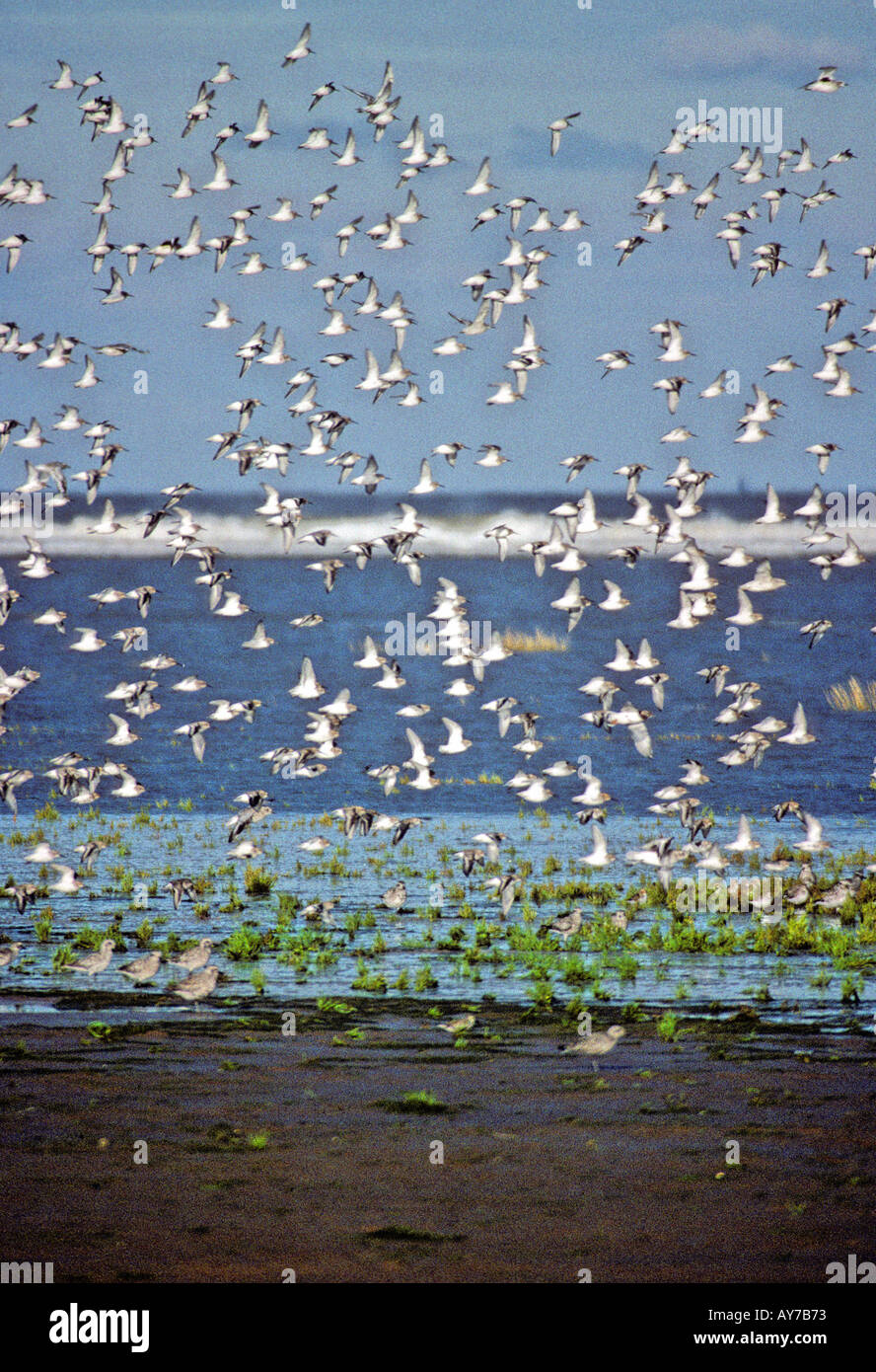 Large flocks of waders in flight over marshland Stock Photo - Alamy