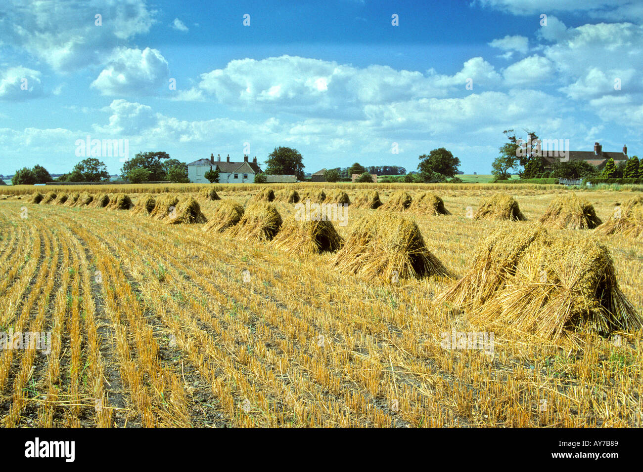 Stook hi-res stock photography and images - Alamy