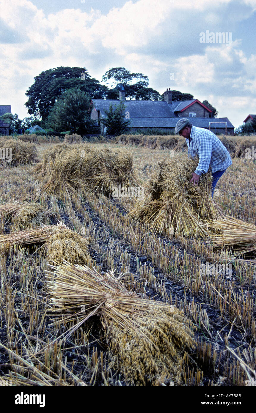 Stooks Of Corn High Resolution Stock Photography and Images - Alamy