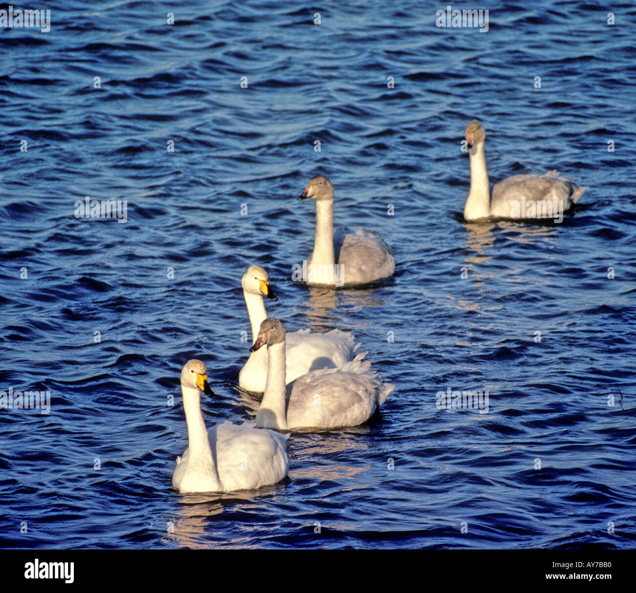 Whooper swan (Cygnus cygnus) family party (3 juveniles Stock Photo - Alamy