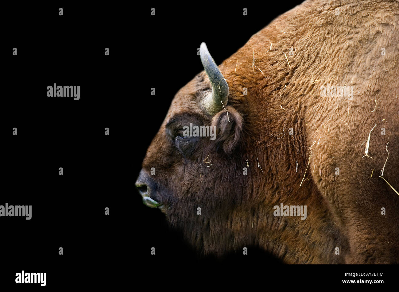 Grumpy bison hi-res stock photography and images - Alamy