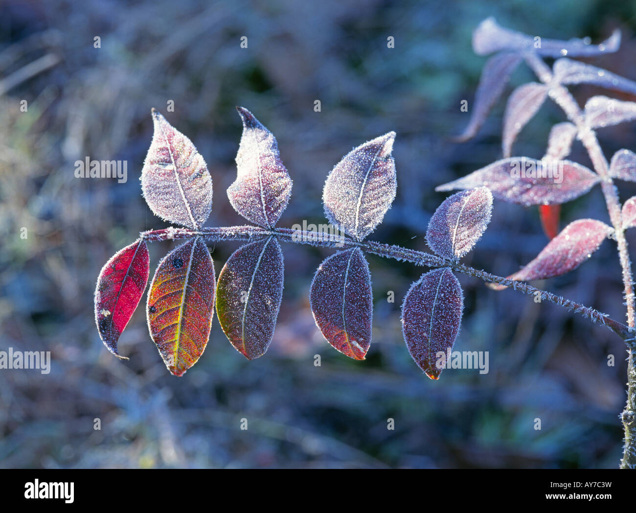 Frost crystals form on an autumn leaf after an icy night in Hot Springs ...
