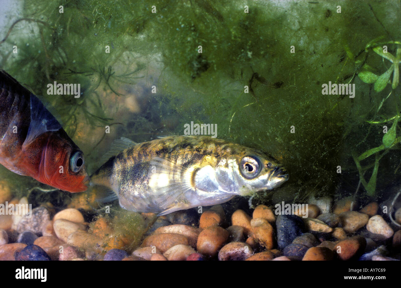 Stickleback nest hi-res stock photography and images - Alamy