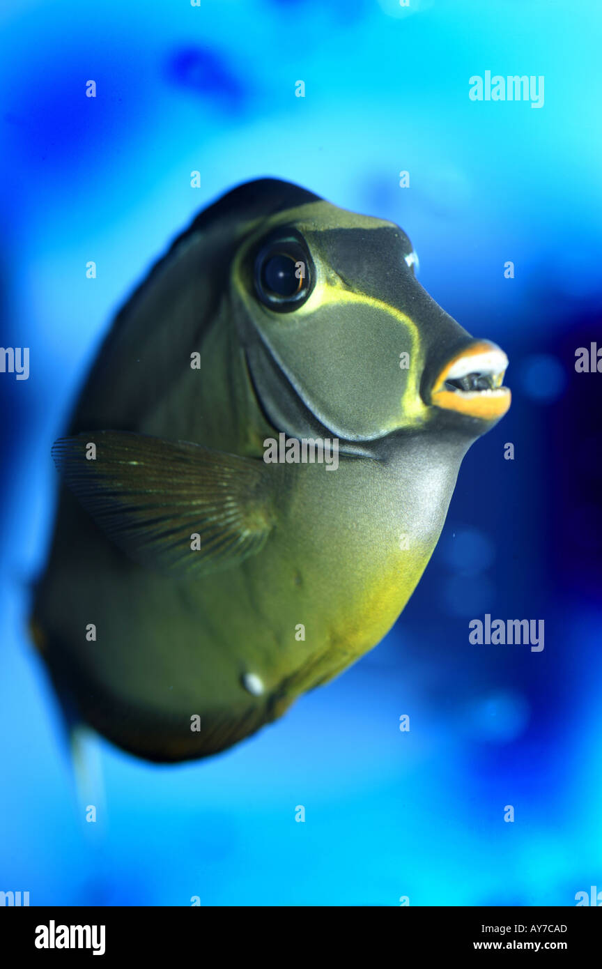 Anl2382 hi-res stock photography and images - Alamy