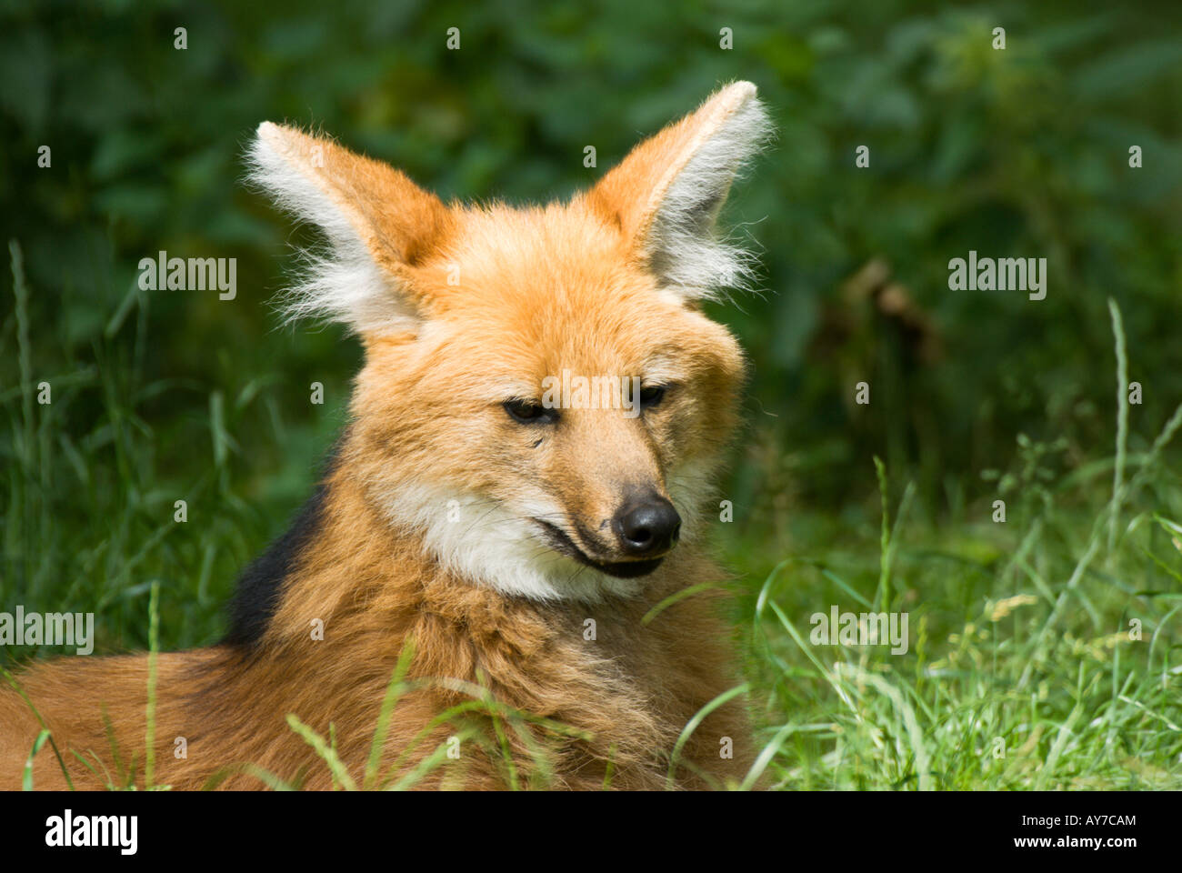Maned Wolf (Chrysocyon brachyurus Stock Photo - Alamy