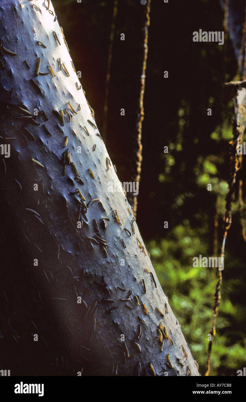 Orchard ermine moth hi-res stock photography and images - Alamy