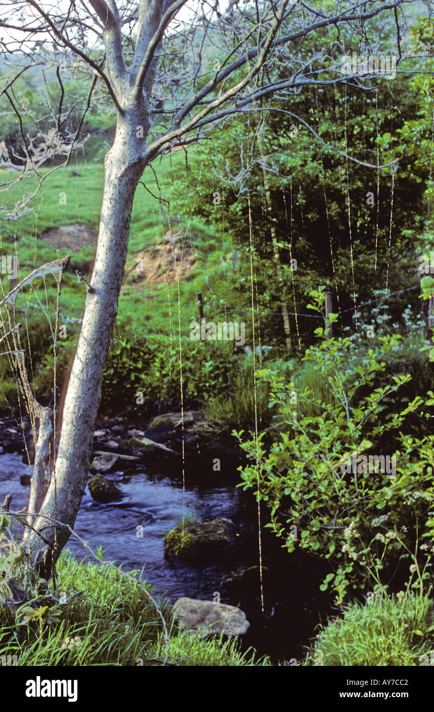 Orchard ermine moth hi-res stock photography and images - Alamy