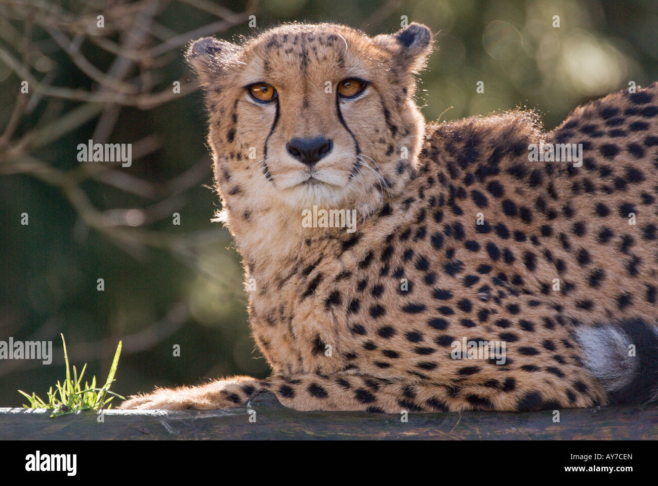 Cheetah enclosure at zoo hi-res stock photography and images - Alamy