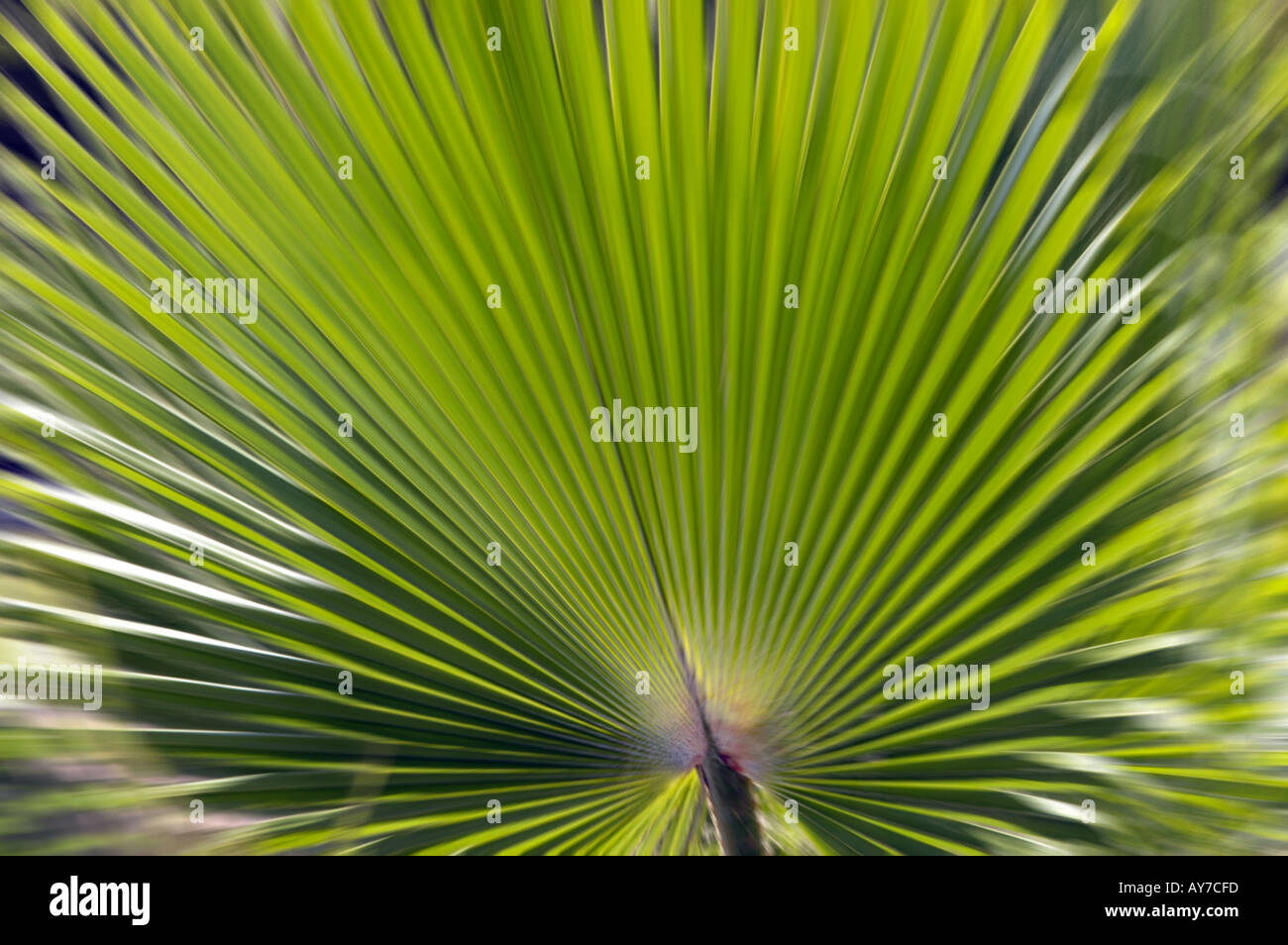 Beautiful fan shaped cactus plant with zoom effect Stock Photo - Alamy