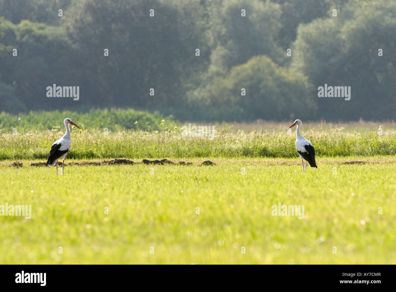 Two storks are standing face to face (Ciconia ciconia Stock Photo - Alamy